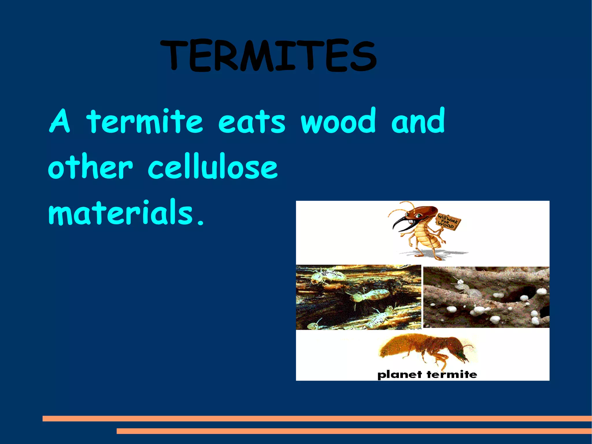 Termites (by Laura Palacios) | PPT