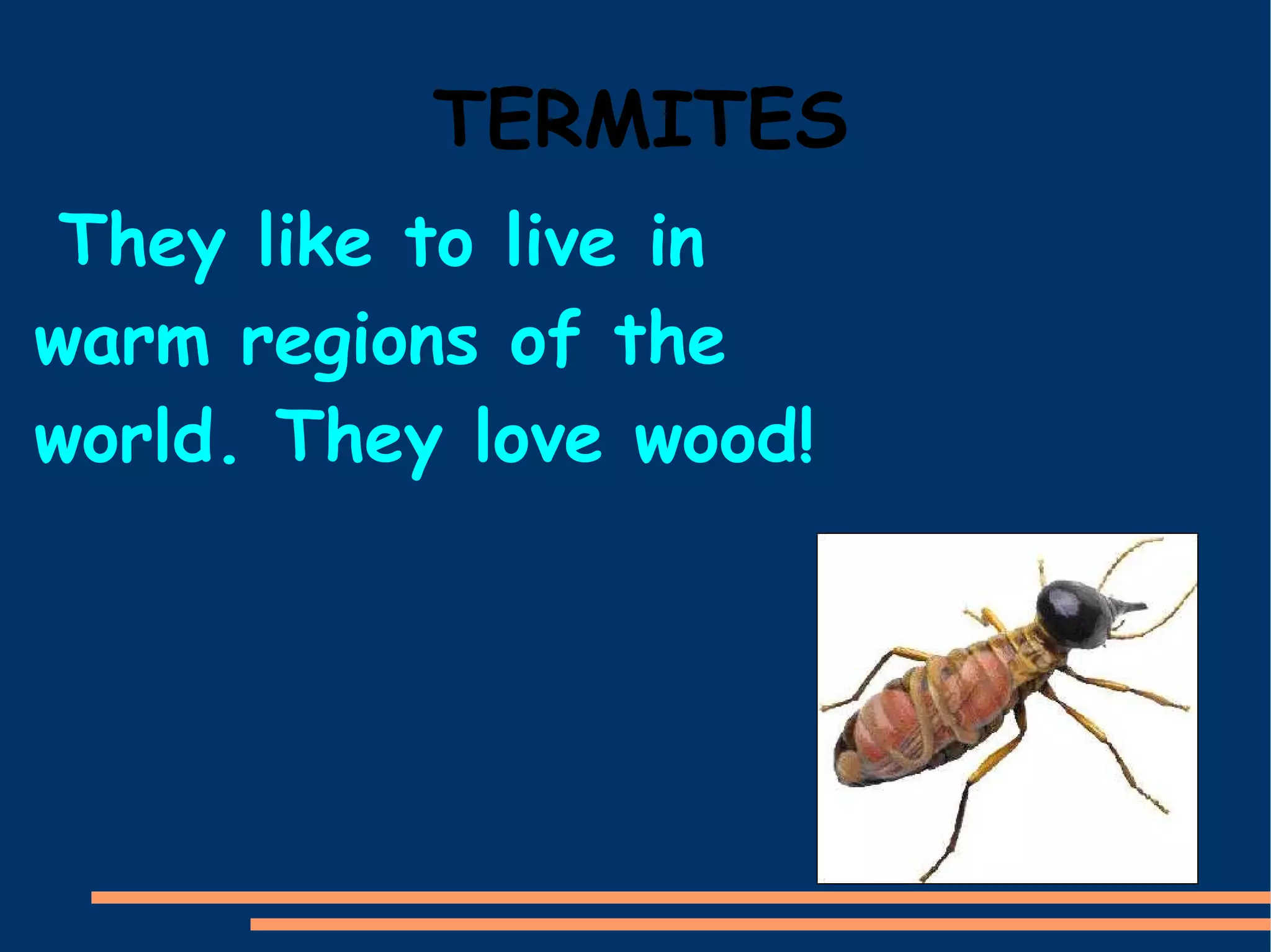Termites (by Laura Palacios) | PPT