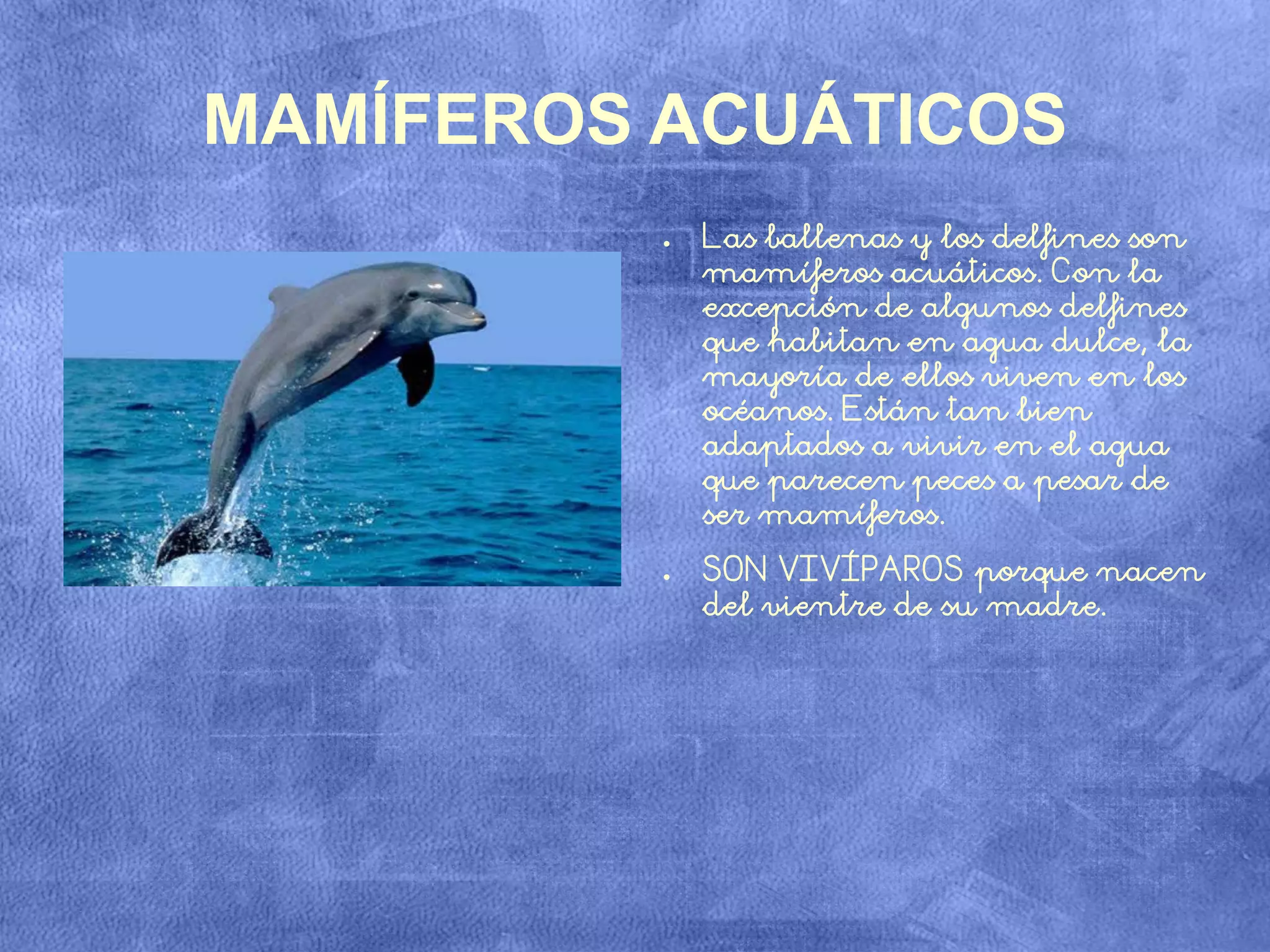 Presentacion mamiferos | PDF