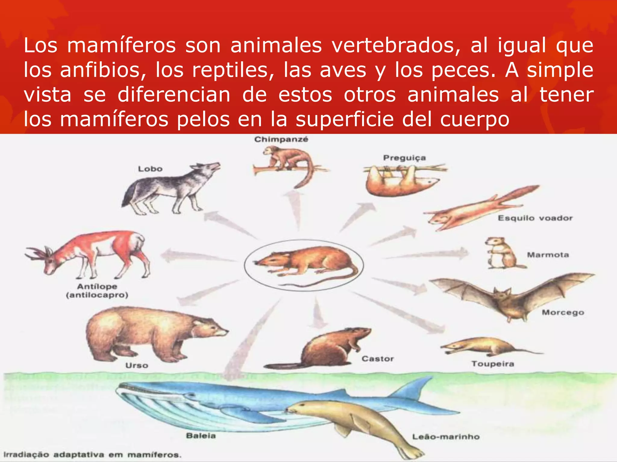 Características principales de los mamíferos | PPT