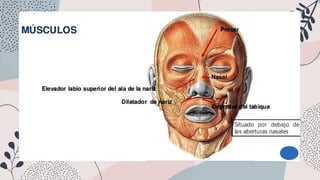 Músculos de la cara | PPT
