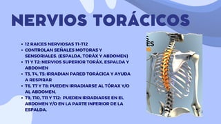 Nervios | PDF