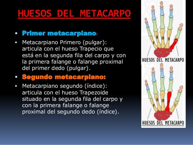 Presentación metacarpianos