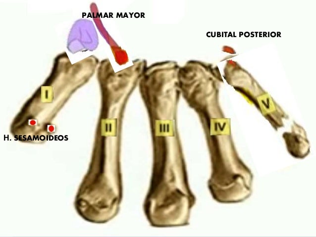 Presentación metacarpianos