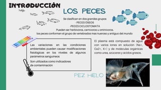 Tejido conjuntivo en peces por Belen Celi | PDF