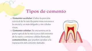 CEMENTO RADICULAR EN ODONTOLOGIA E HISTOLOGIA | PDF