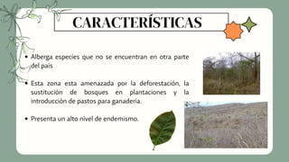Bosque húmedo tropical del choco-Matorral seco de la costa - Bosque ...