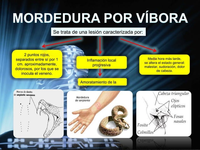 Presentacion mordeduras y picaduras de insectos | PPT