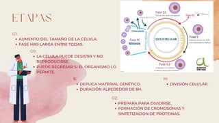 Presentación morfologia celular con sus divisiones | PDF