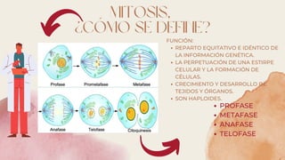 Presentación morfologia celular con sus divisiones | PDF
