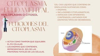 Presentación morfologia celular con sus divisiones | PDF