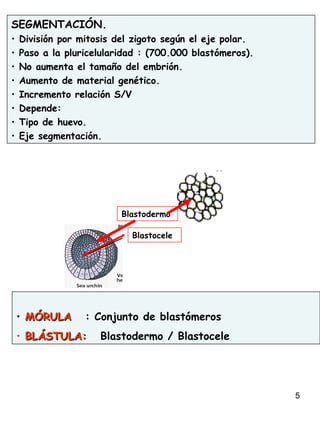 Desarrollo Embrionario, Blastula, formación del blastoporo | PPT