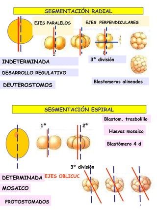 Desarrollo Embrionario, Blastula, formación del blastoporo | PPT
