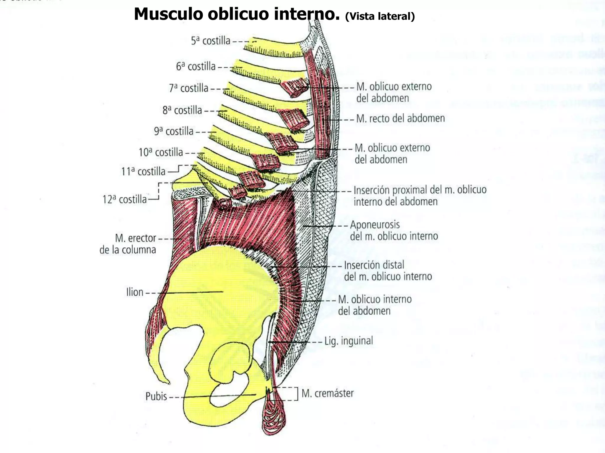 Presentacion musculos de la region anterolateral del abdomen | PPTX