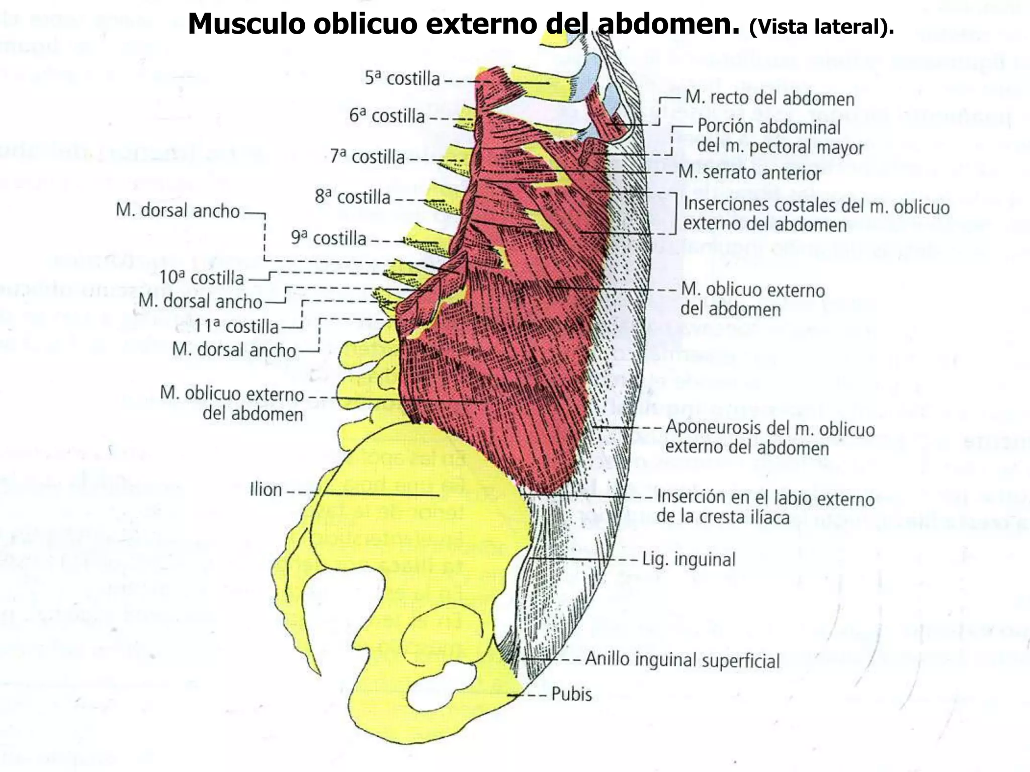 Presentacion musculos de la region anterolateral del abdomen | PPTX
