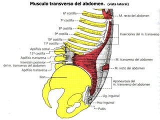 Presentacion musculos de la region anterolateral del abdomen | PPTX