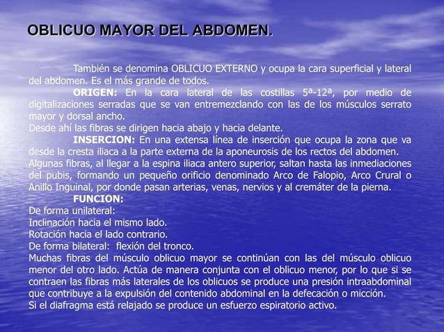 Presentacion musculos de la region anterolateral del abdomen | PPTX