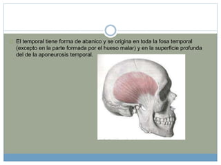 Generalidades De La Oclusion. | PPTX