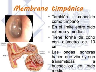 Histologia del oido | PPTX
