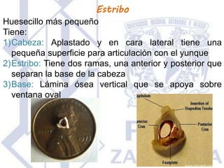 Histologia del oido | PPTX