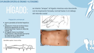 Presentación de exploración física de abdomen | PDF