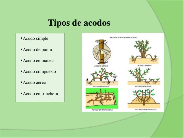 Presentacion de propagacion de planta