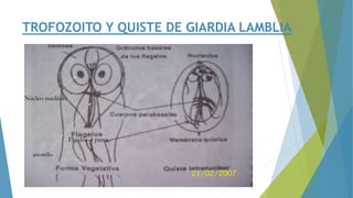 PARASITOLOGIA - Parasitos protozoos intestinale | PPTX