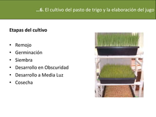 Presentacion pasto de trigo | PPTX