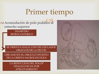 Presentacion Pelvica | PPTX