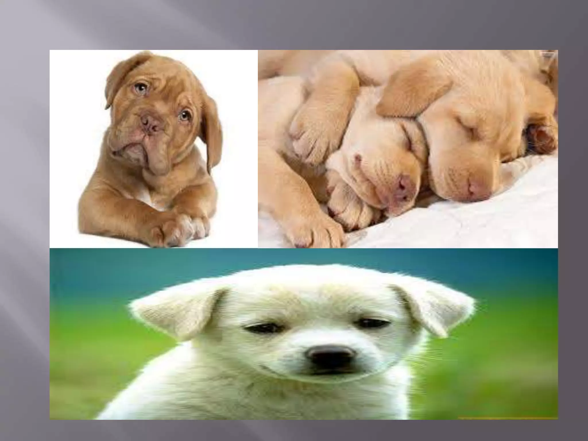 Presentacion perros | PPT