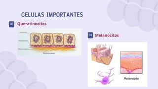 Fisiología de la Piel, Capas, Tipos de Celulas | PDF