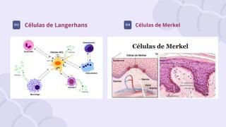 Fisiología De La Piel Capas Tipos De Celulas Pdf