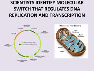 Molecular switch that regulates DNA replication and tracking DNA | PPTX