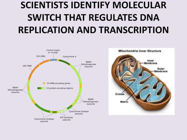 Molecular switch that regulates DNA replication and tracking DNA | PPT