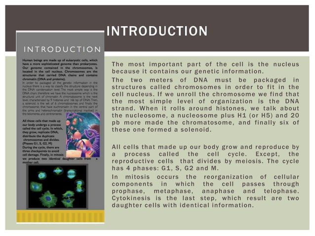 Chromosomes, chromatin and cell cycle | PPT