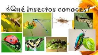 Los insectos | PPTX