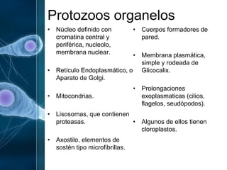 Presentacion Protozooarios Rodrigo y Leonardo.pdf