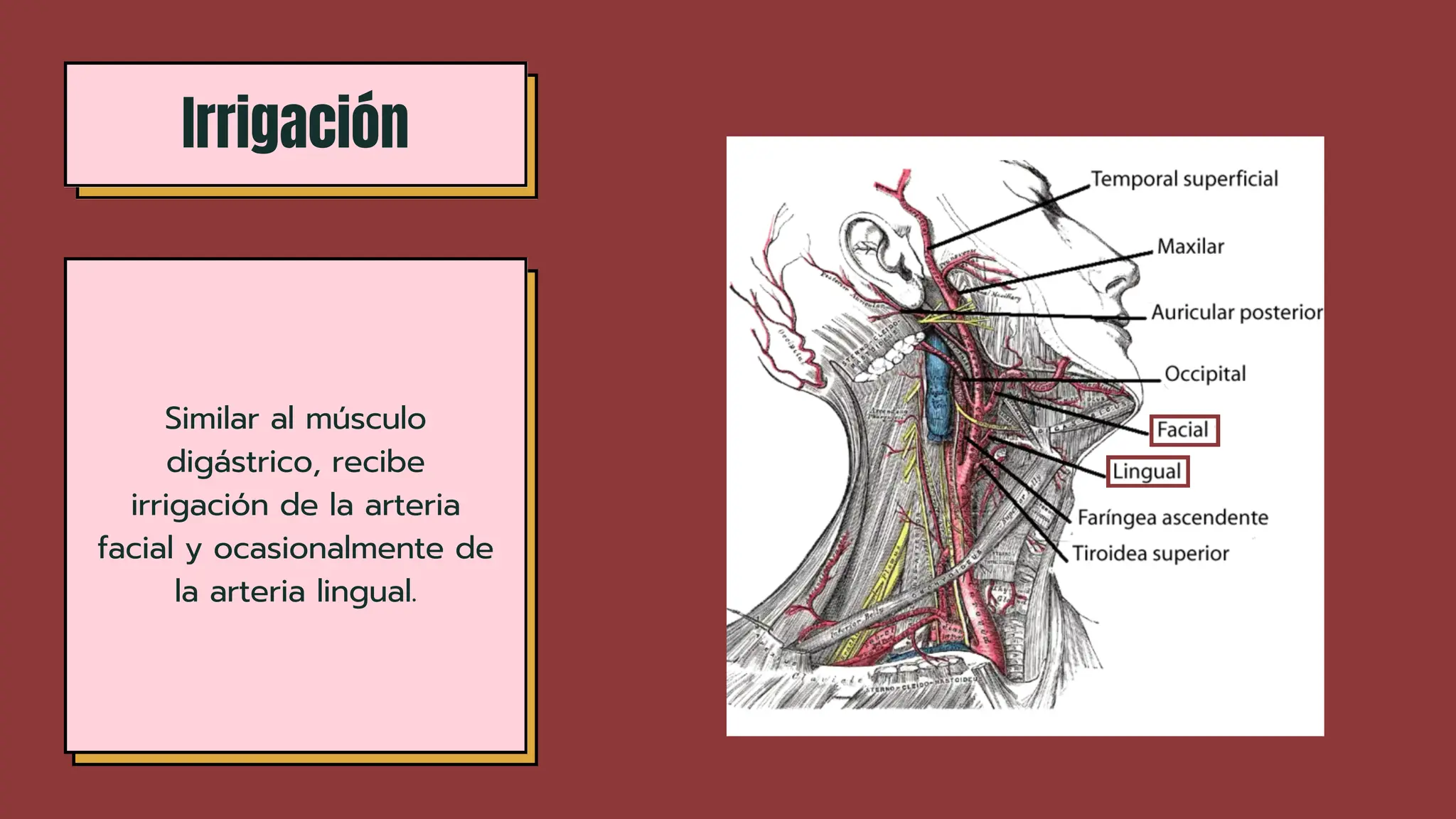 MÚSCULOS DEL CUELLO DESCRIPCIÓN ORIGEN INSERCIÓN E INERVACION | PDF