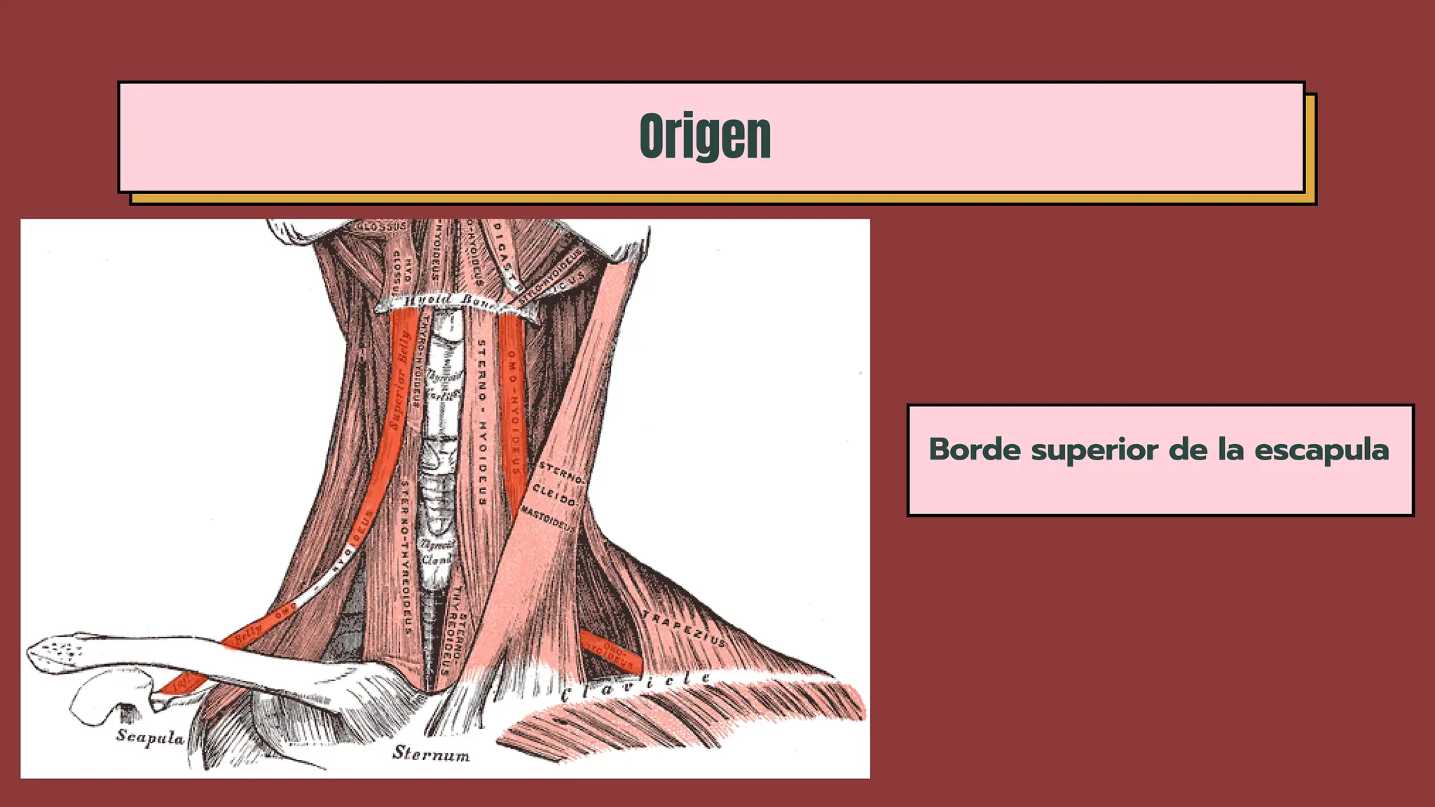 MÚSCULOS DEL CUELLO DESCRIPCIÓN ORIGEN INSERCIÓN E INERVACION | PDF