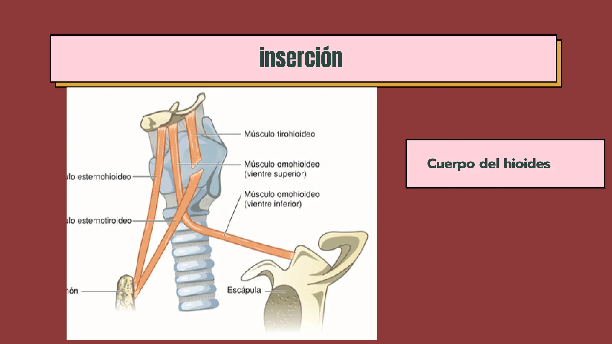 MÚSCULOS DEL CUELLO DESCRIPCIÓN ORIGEN INSERCIÓN E INERVACION | PDF