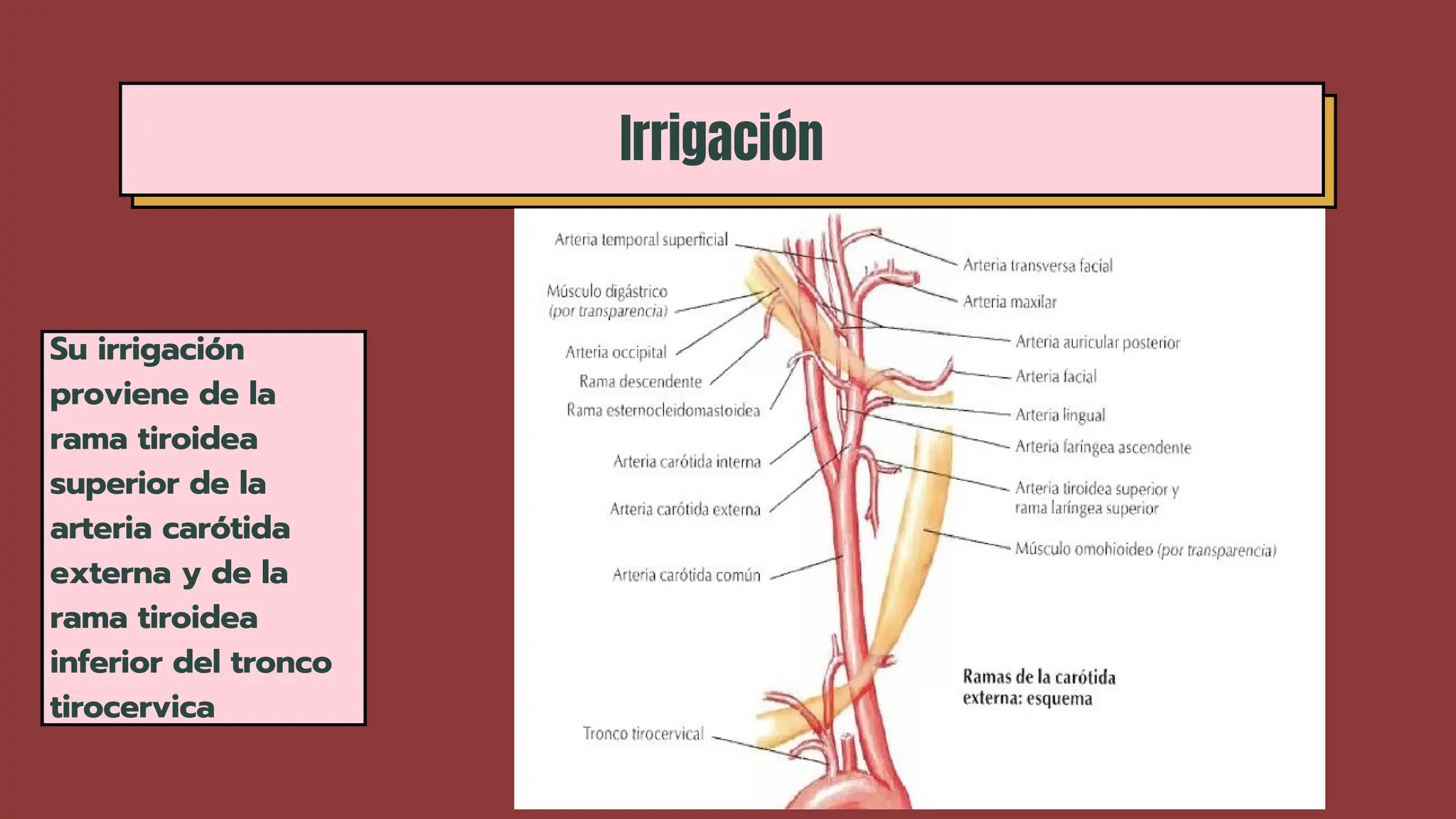 MÚSCULOS DEL CUELLO DESCRIPCIÓN ORIGEN INSERCIÓN E INERVACION | PDF