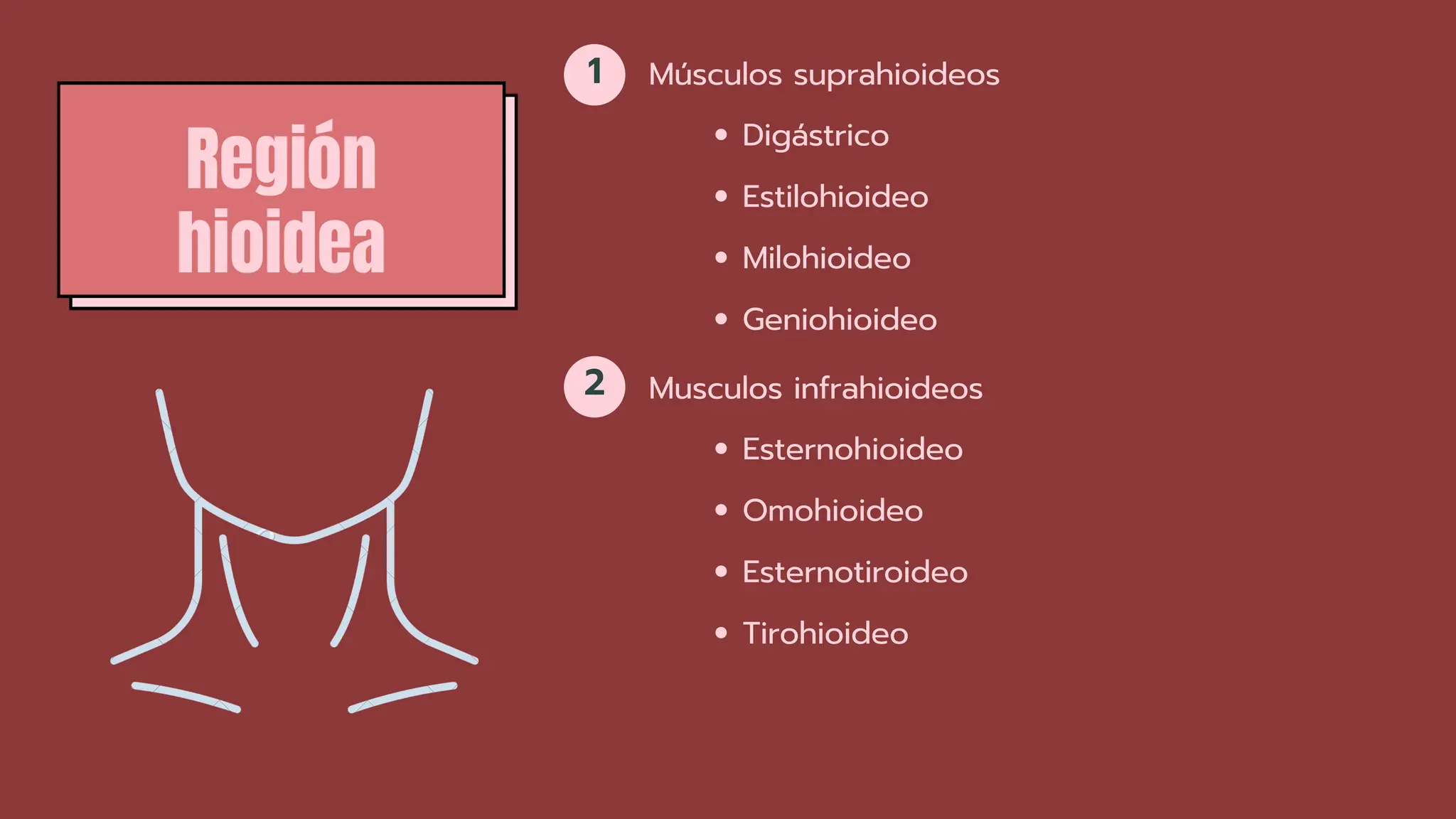 MÚSCULOS DEL CUELLO DESCRIPCIÓN ORIGEN INSERCIÓN E INERVACION | PDF