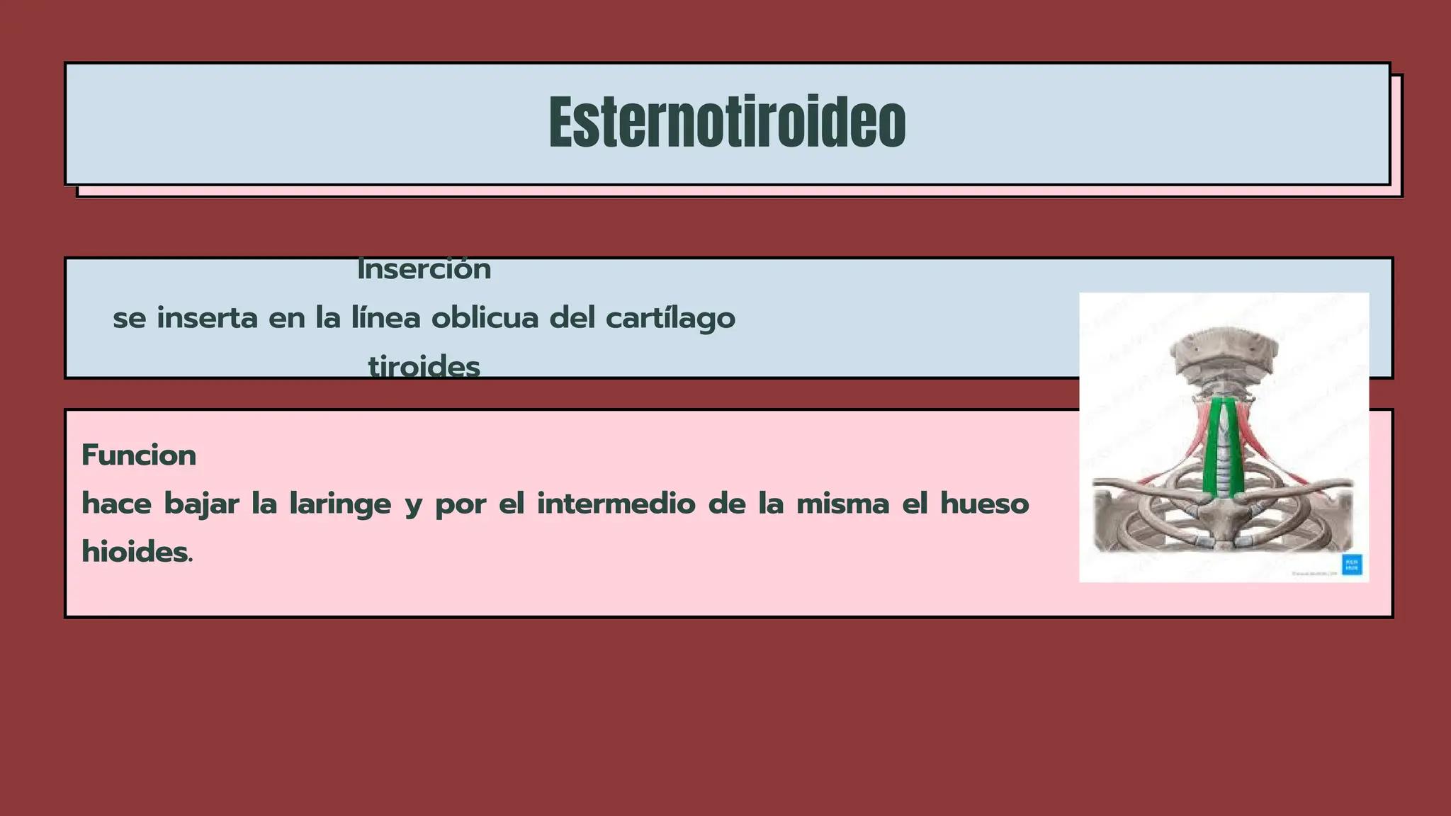 MÚSCULOS DEL CUELLO DESCRIPCIÓN ORIGEN INSERCIÓN E INERVACION | PDF