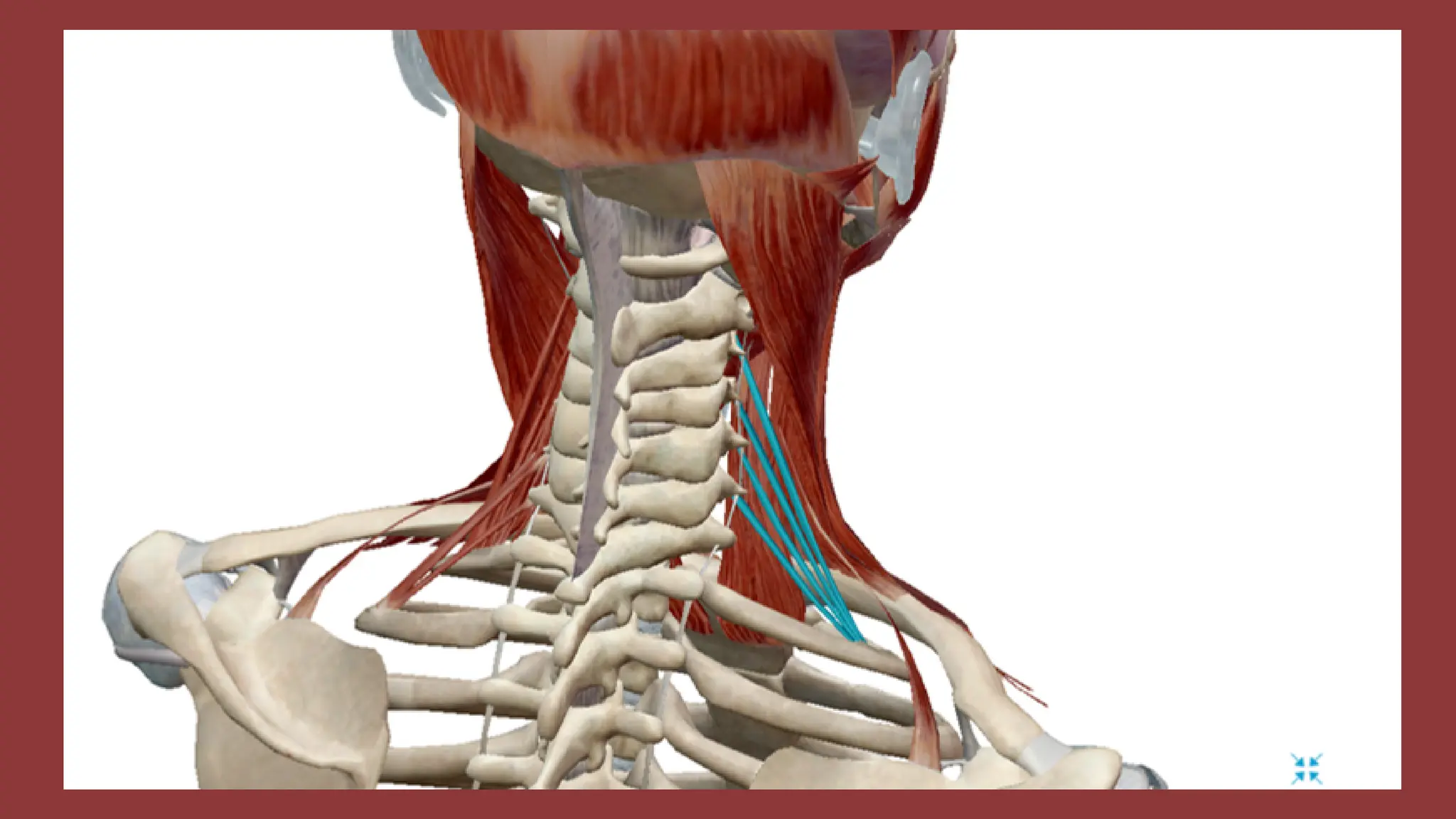 MÚSCULOS DEL CUELLO DESCRIPCIÓN ORIGEN INSERCIÓN E INERVACION | PDF