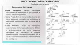Presentación sobre las glandulas suprarrenales, se habla sobre la hiper ...