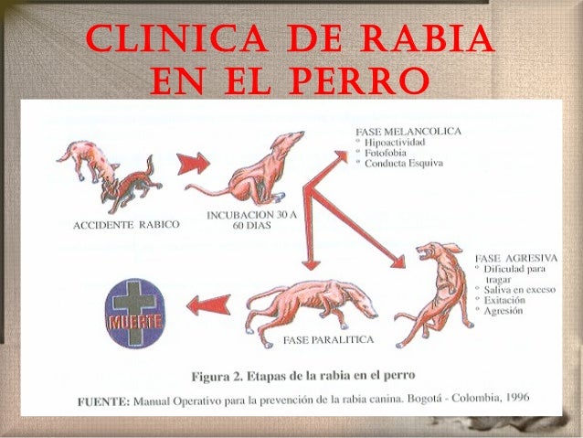 Presentacion rabia