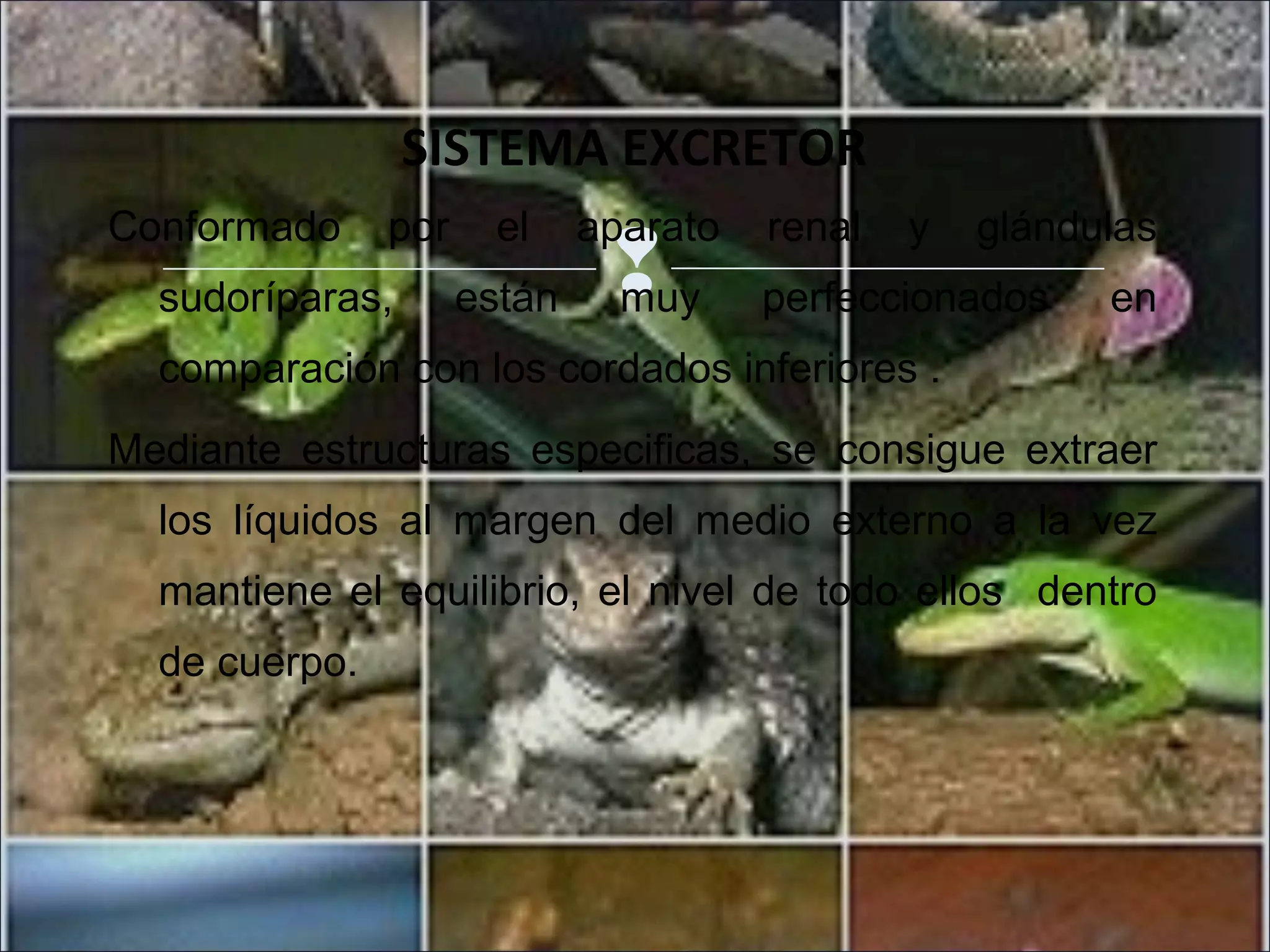 reptiles | PPT