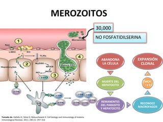 Presentación respuesta inmune a malaria | PDF