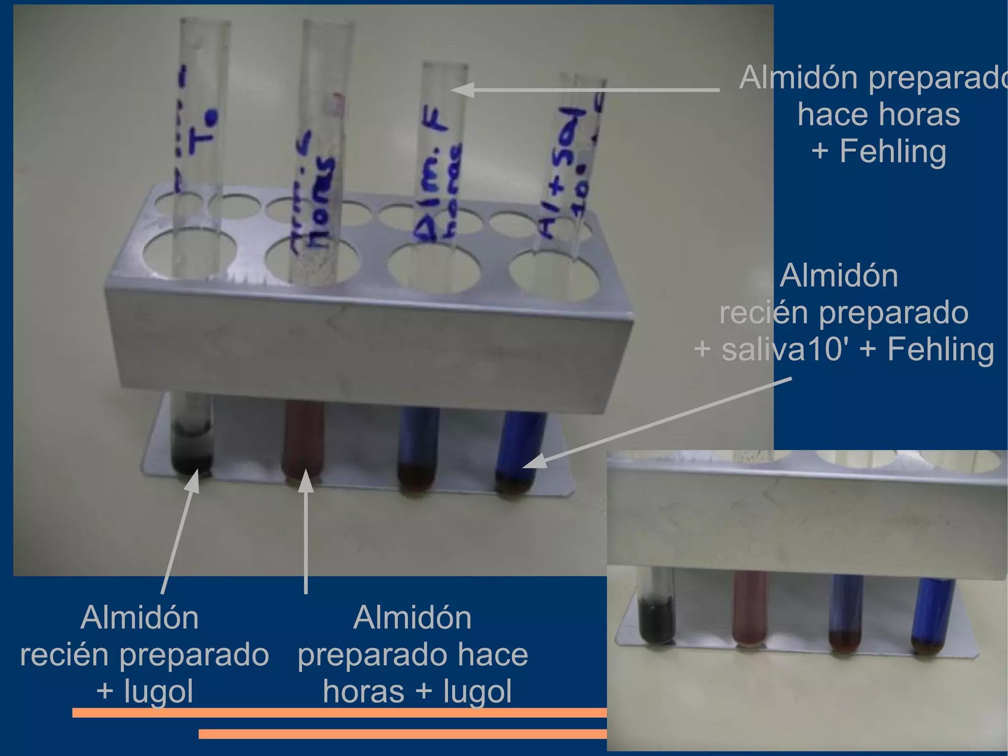 Efecto de la saliva sobre el almidon | PPT