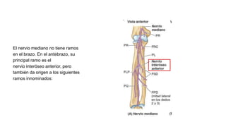 Arterias del brazo presentación de anatomía y | PDF